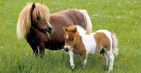 ¿Conoces a los caballos miniatura? Tienen un corazón gigante y son los ...