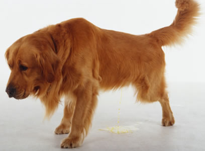 Las 7 señales para saber si tu perro siente dolor | Zoorprendente