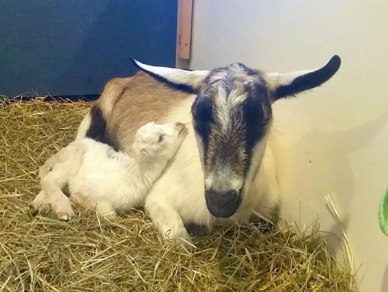 Las cabritas que fueron rescatadas antes de nacer en encantadoras ...