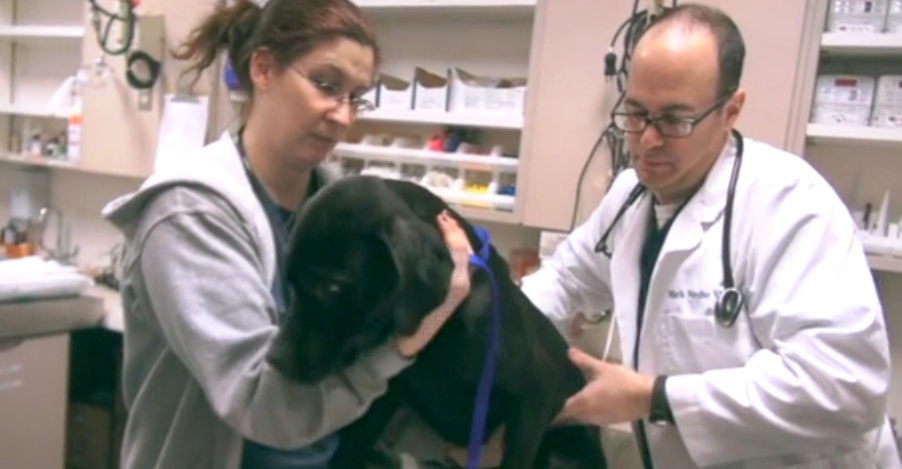 Este perrito se recupera de una grave cirugía y encontraron el mejor ...