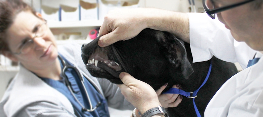 Este perrito se recupera de una grave cirugía y encontraron el mejor ...