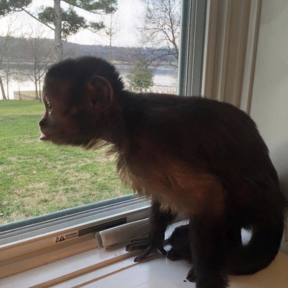 A este mono lo abandonaron en una jaula, sin dientes y herido...Pero de ...