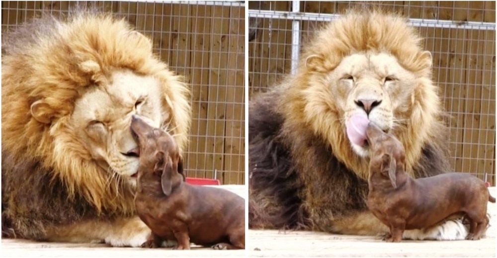 Grandioso – Él es el rey de la selva y su corazón es tan noble que ...