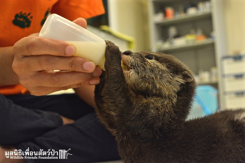 A esta adorable nutria bebé le encanta su comida y cuando la conozcas ...