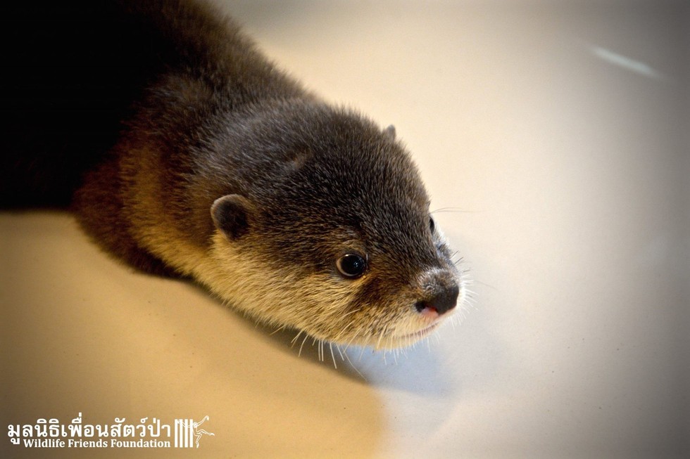 A esta adorable nutria bebé le encanta su comida y cuando la conozcas ...