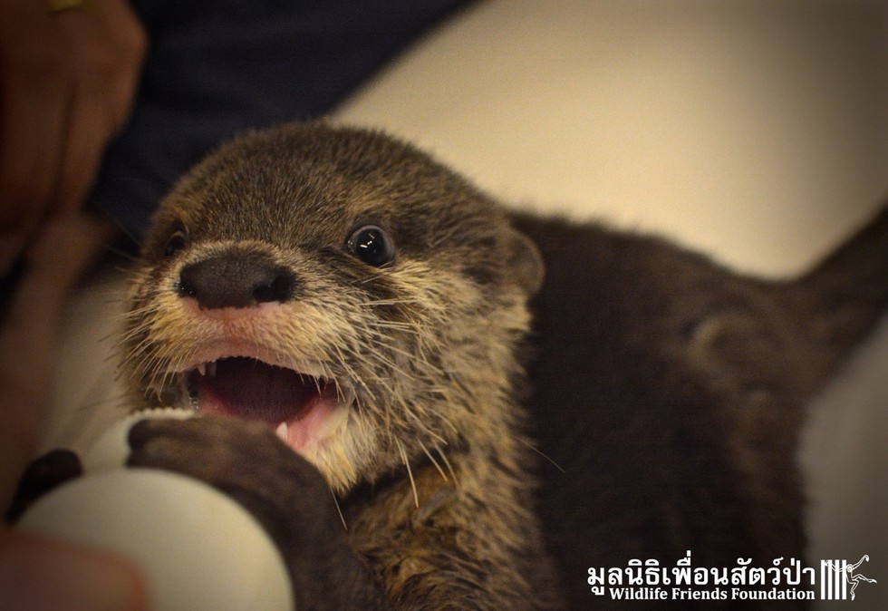 A esta adorable nutria bebé le encanta su comida y cuando la conozcas ...