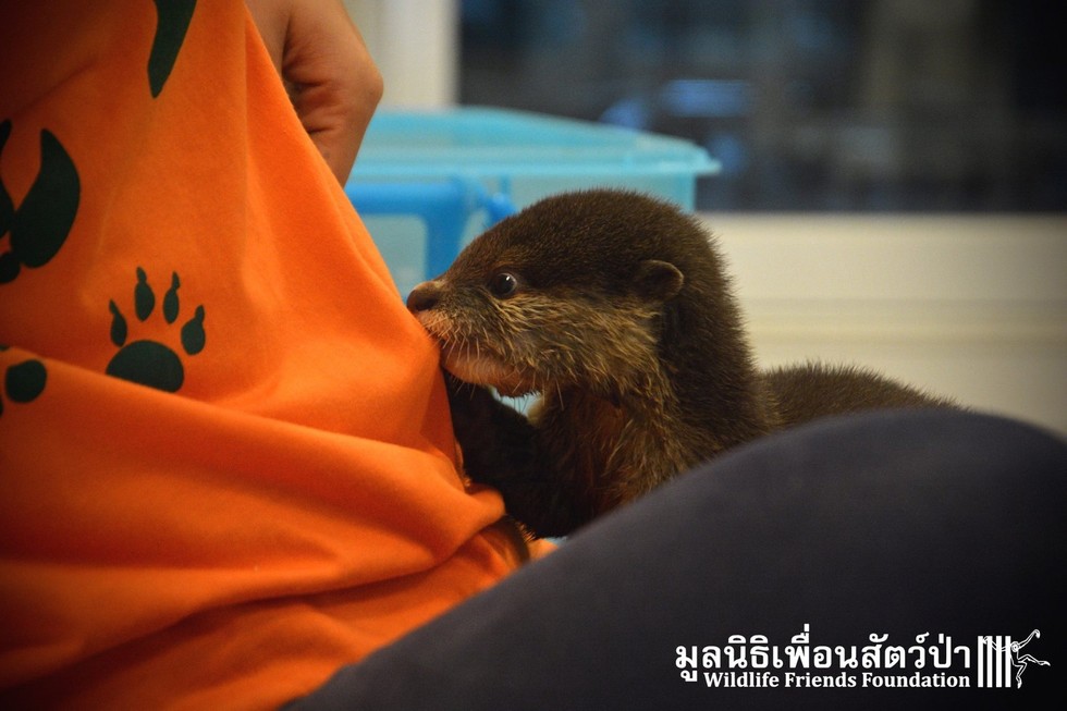 A esta adorable nutria bebé le encanta su comida y cuando la conozcas ...