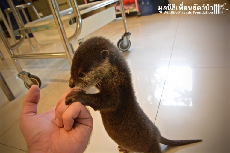 A esta adorable nutria bebé le encanta su comida y cuando la conozcas ...