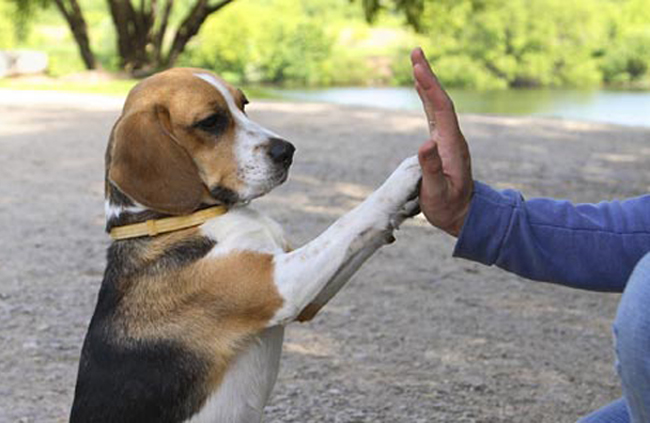 Seguir estos sencillos consejos hará que tu perro viva por muchos años ...