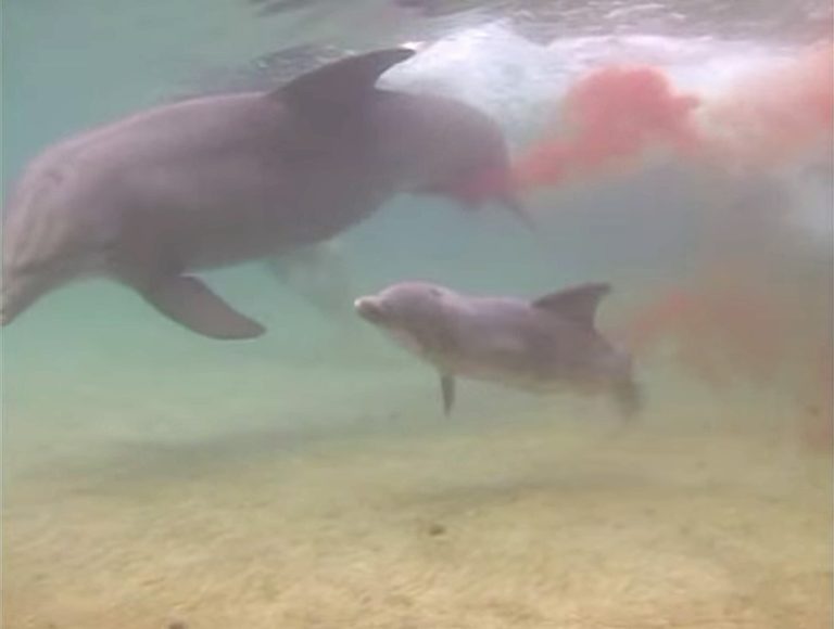 Graban el imperdible momento del nacimiento de un delfín en Hawái ...