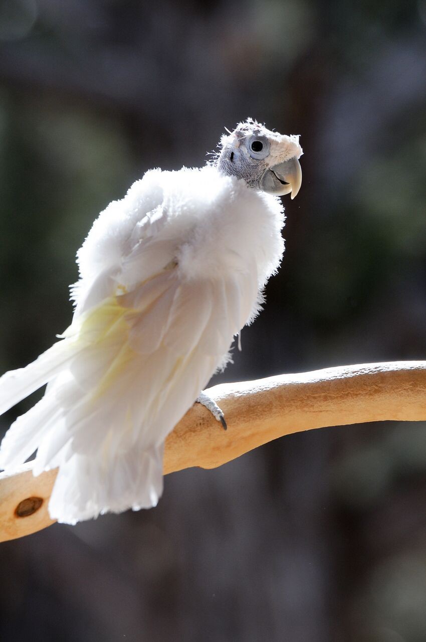 King O, el loro que se arrancó las plumas al perder a quien más amaba ...