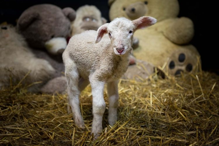 Operan con éxito a un adorable cordero que nació sin ano | Zoorprendente