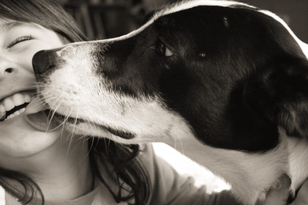 ¿Eres de los que permite que tu perro te bese? Aquí tienes 8 razones ...