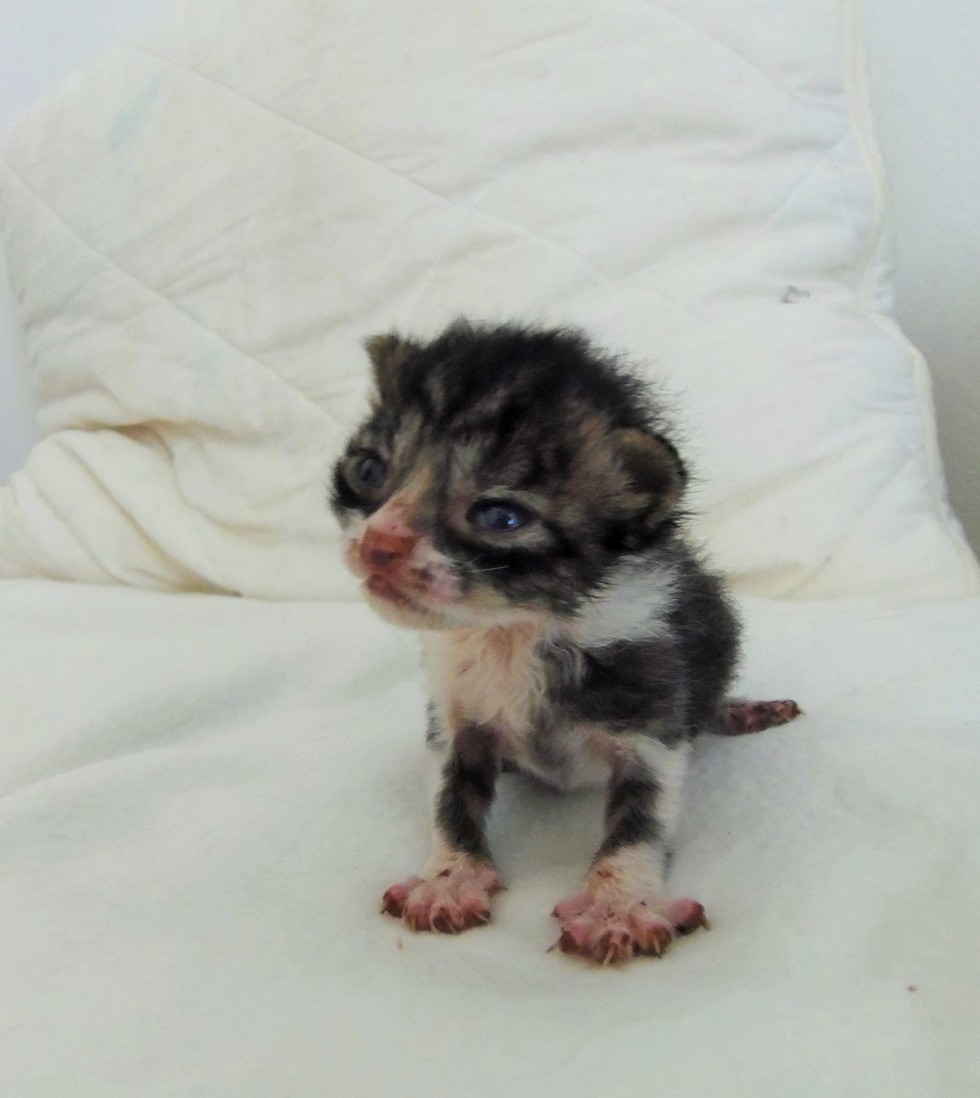 Chili, el gatito miniatura que se salvó gracias a su agudo maullido ...