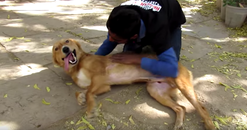 Goldie, un perrito herido que no pudo contener la alegría cuando ...
