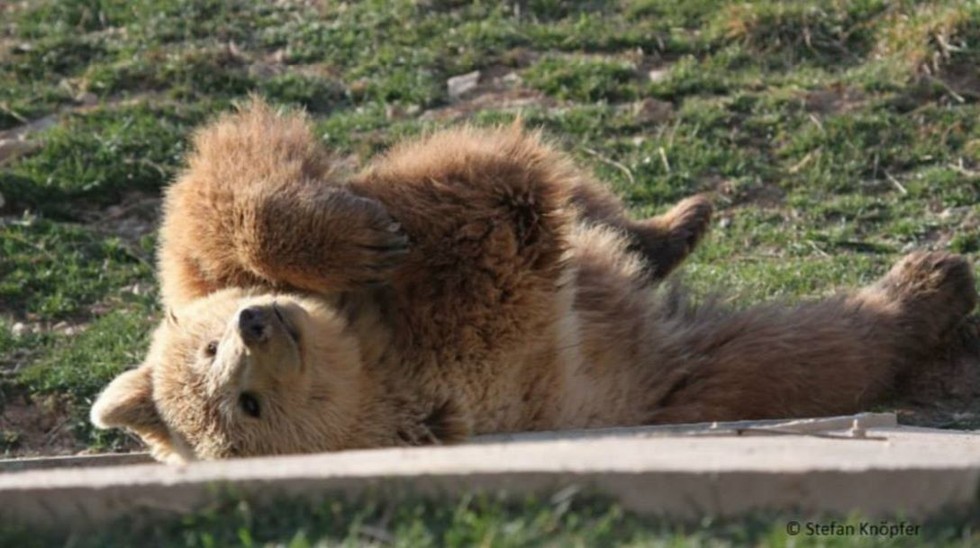Pashuk, Gjina, Tomi... La pesadilla de decenas de osos en cautiverio ...