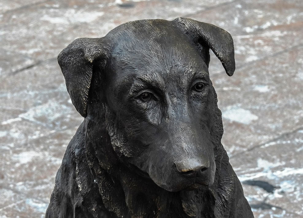 En Oviedo le hicieron un hermoso homenaje a Rufo, un perro que ...