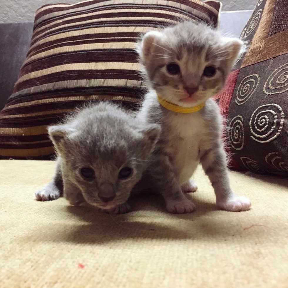 Ayudó a dos gatitas y terminó teniendo un jardín de infantes en casa ...