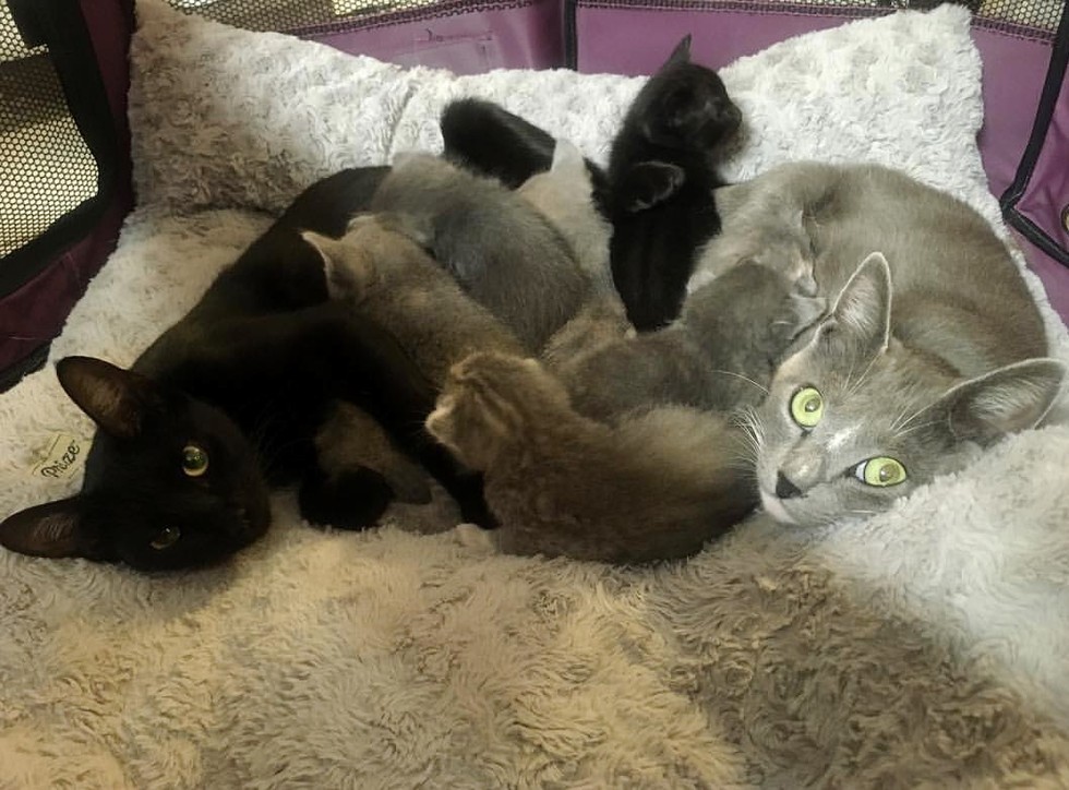 Ayudó a dos gatitas y terminó teniendo un jardín de infantes en casa ...