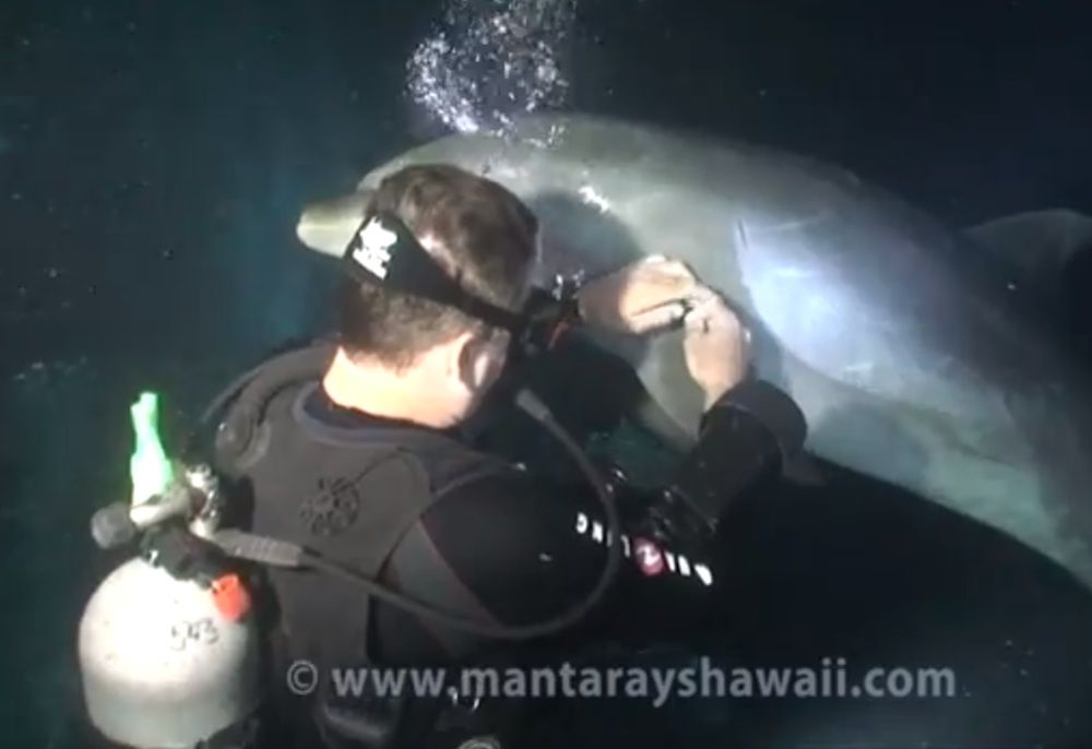 Así fue el asombroso momento en el que este delfín se comunicó con un ...