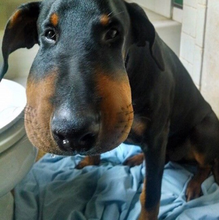 ¿Qué hacer cuando una mascota es picada por una abeja? | Zoorprendente