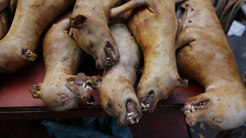 En China es legal comer carne de perros, y lo hacen durante toda una ...