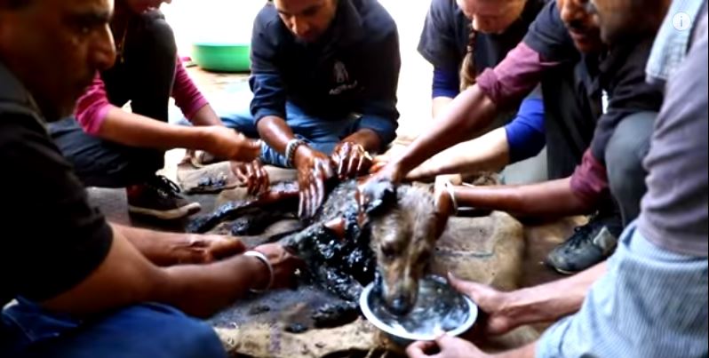 El alquitrán se había convertido en su tumba hasta que llegaron a ...