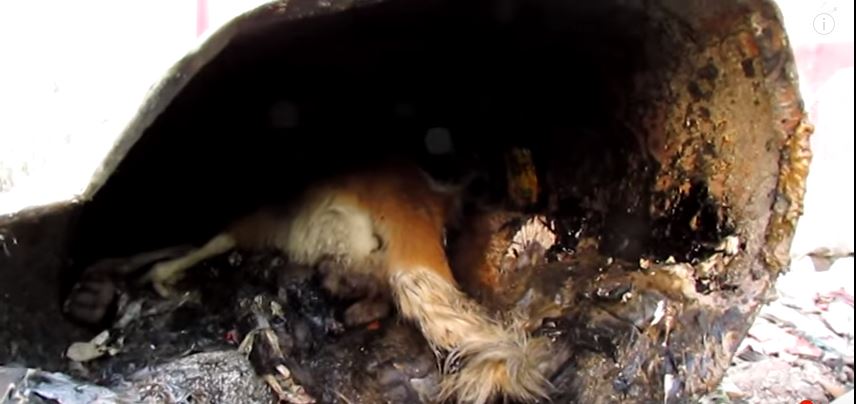 El alquitrán se había convertido en su tumba hasta que llegaron a ...