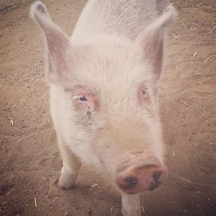 Un cerdito con caso extremo de sarna es abandonado en las puertas de un ...