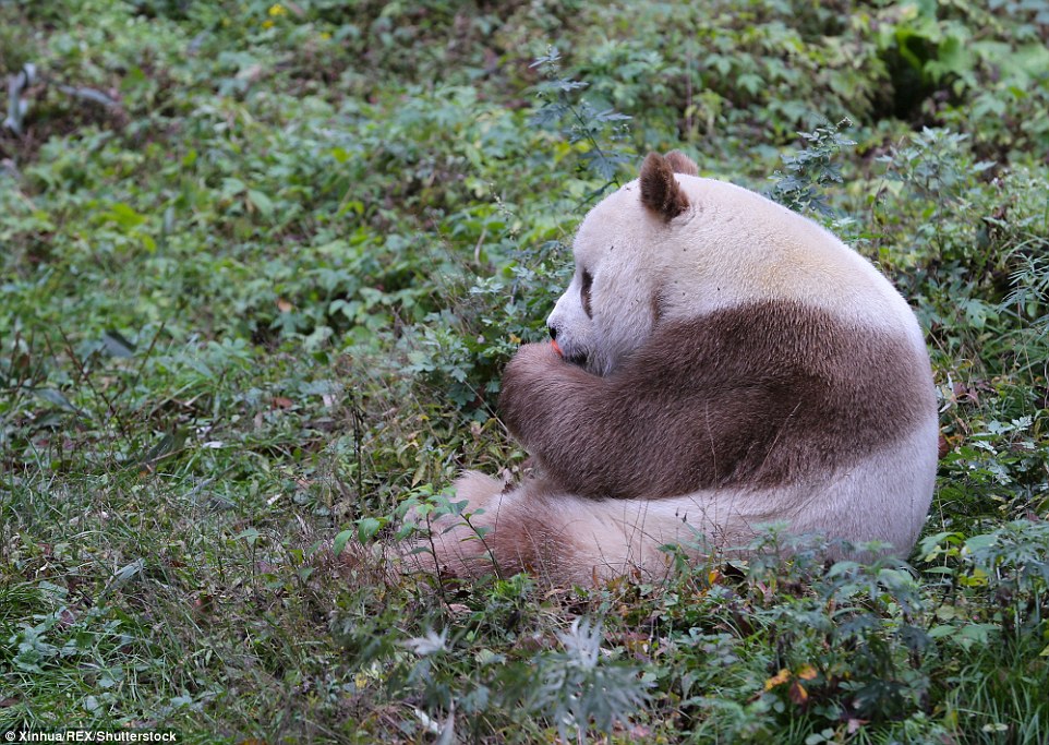 El único panda marrón en el mundo fue abandonado de pequeño y ahora le ...