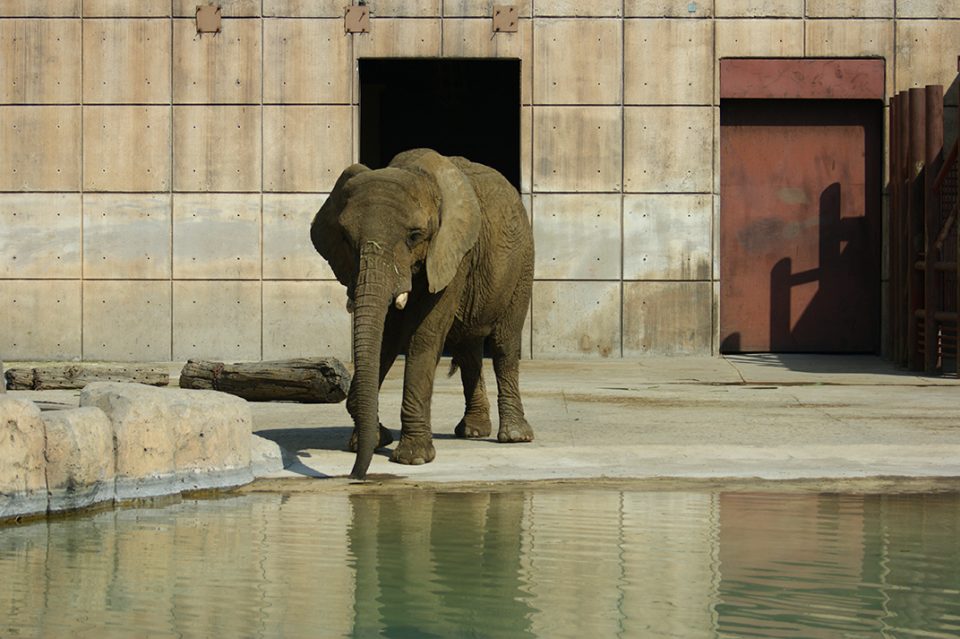 La elefanta Ely podría morir en un zoológico de México – Una petición ...