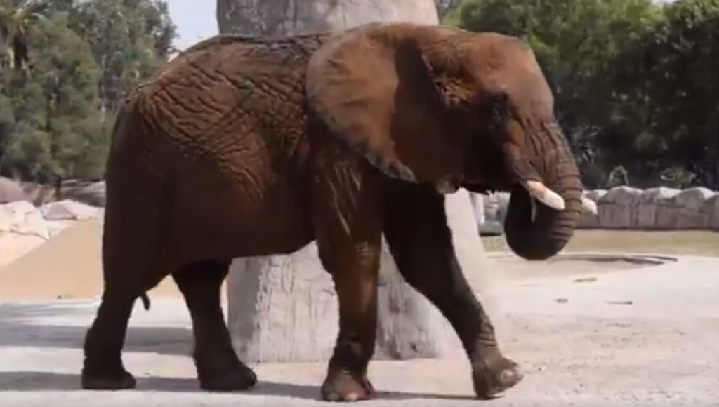 La elefanta Ely podría morir en un zoológico de México – Una petición ...