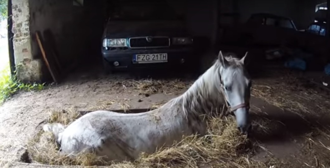 Tras 12 horas de enormes esfuerzos, logran rescatar a un caballo que ...