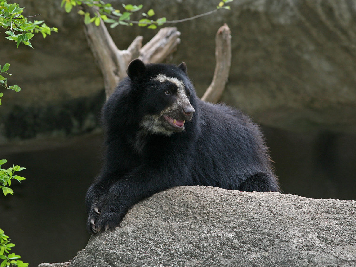 El oso Balú de “El libro de la selva” se hace presente en los bosques ...