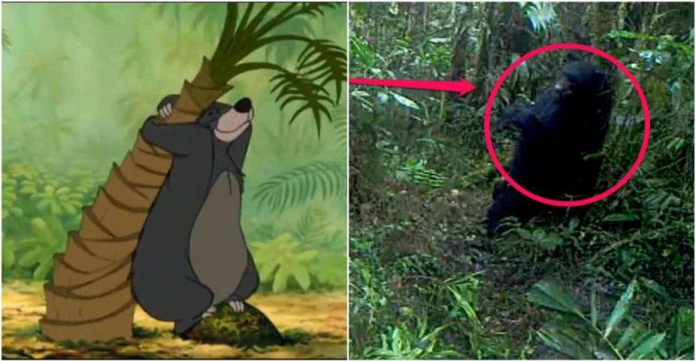 El oso Balú de “El libro de la selva” se hace presente en los bosques ...
