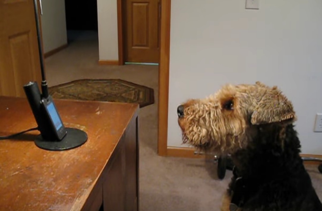 Stanley, el perrito que aprendió a hablar por teléfono porque le hacía ...