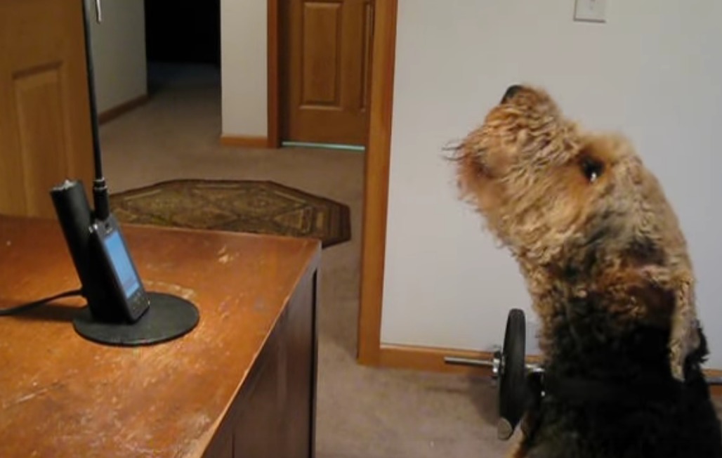 Stanley, el perrito que aprendió a hablar por teléfono porque le hacía ...