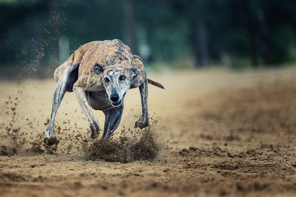 10 impresionantes datos en torno a la cruda realidad de las carreras de ...