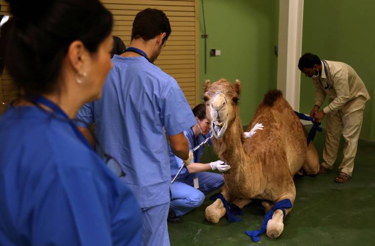 Inauguran el primer hospital para camellos en el mundo con tecnología ...
