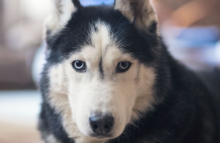 Rico, el perro que ganó un premio en un concurso de canto por hacer un ...