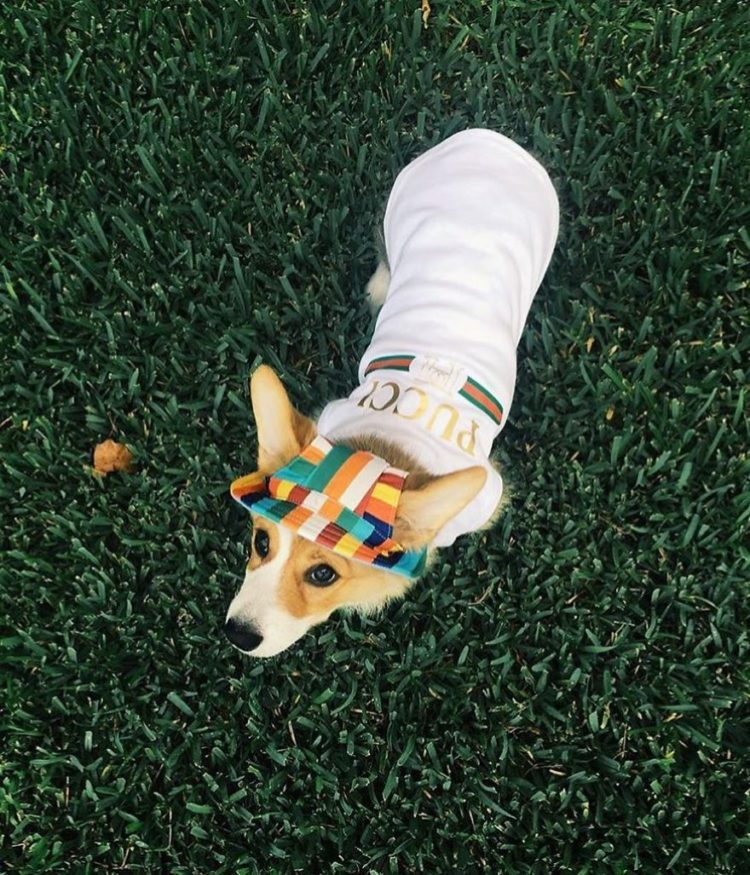 Los perros también pueden ir a la moda y el resultado es ...