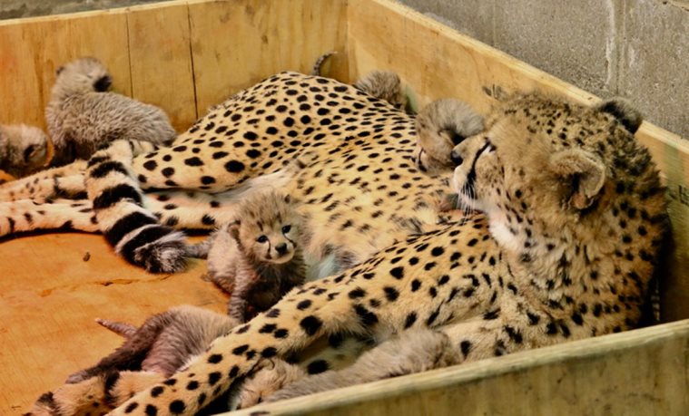 Increíble – Una madre chita rompe récord mundial al dar a luz a 8 ...