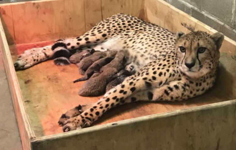 Increíble – Una madre chita rompe récord mundial al dar a luz a 8 ...