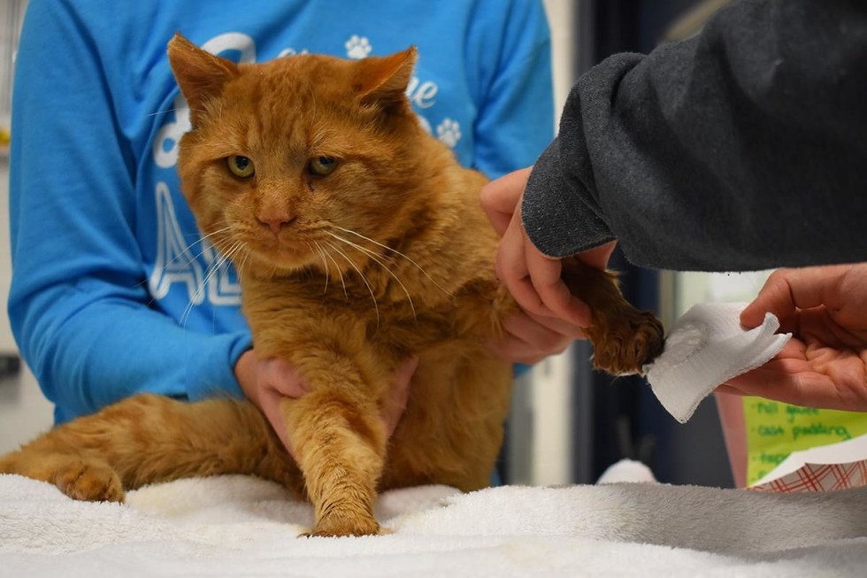 Un gatito tímido aparece en el porche de su casa ocultando sus patas ...