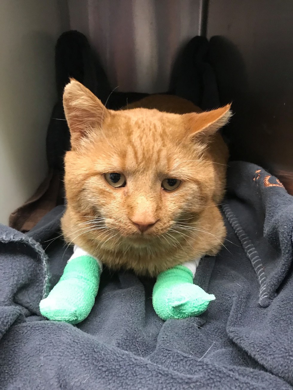 Un gatito tímido aparece en el porche de su casa ocultando sus patas ...