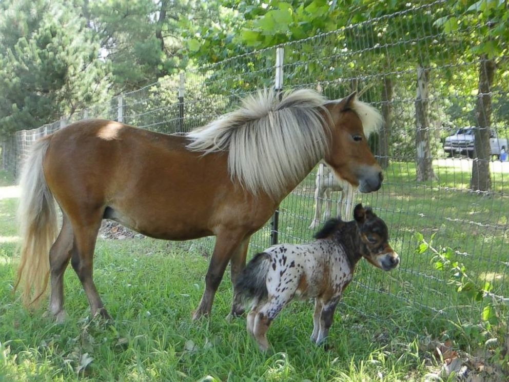 Así es el caballo más pequeño del mundo... y lo están preparando para ...