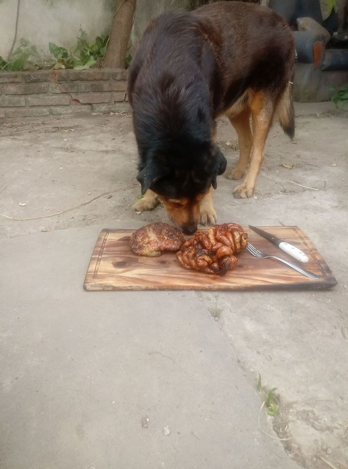 Rocko cumplió 15 años y su dueño le preparó un delicioso asado para ...