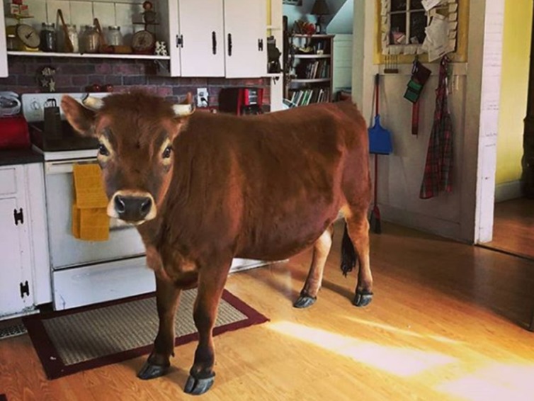 Un adorable buey criado por su familia humana está convencido de que es ...