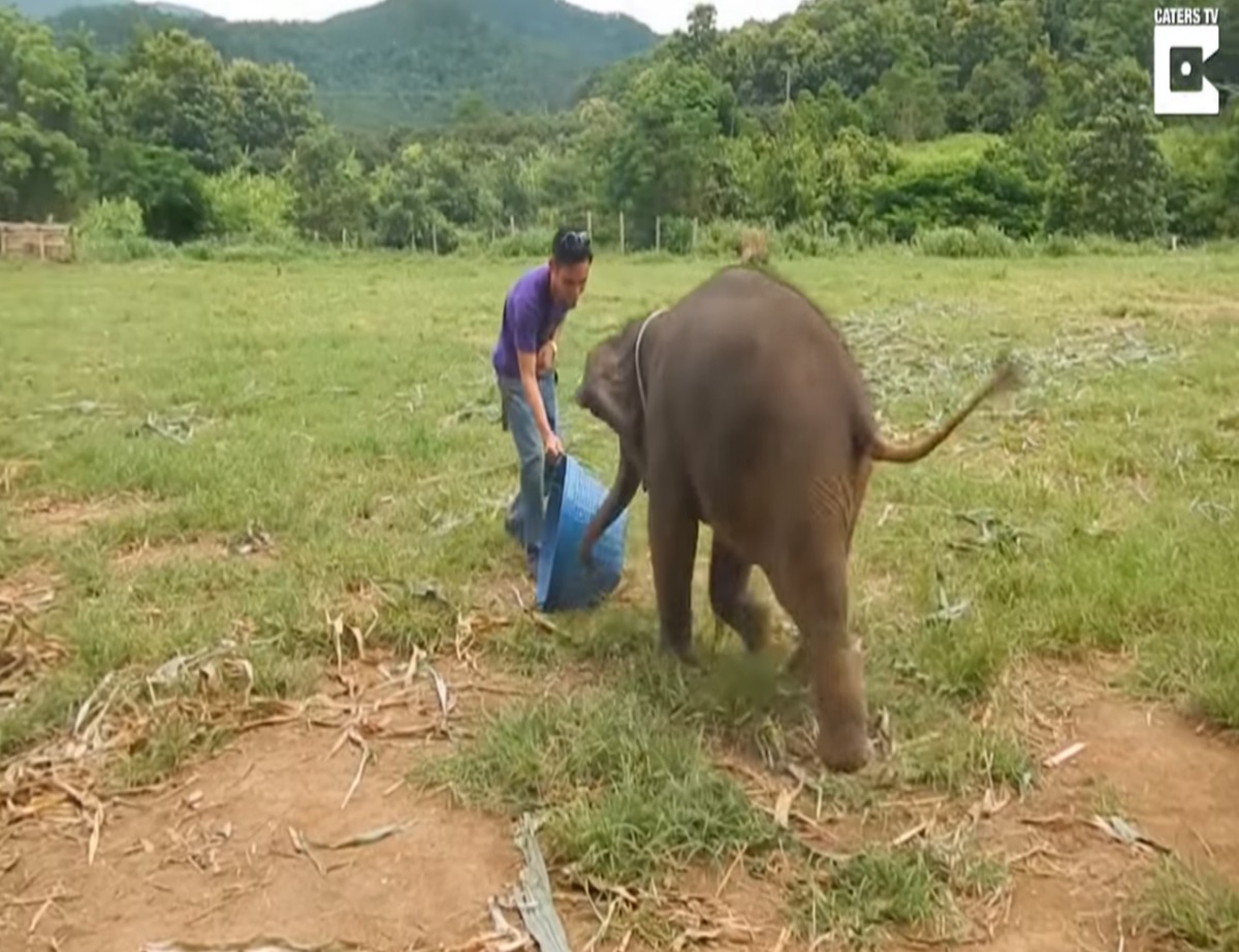 Un pequeño elefante se ríe a carcajadas mientras juega con su cuidador ...