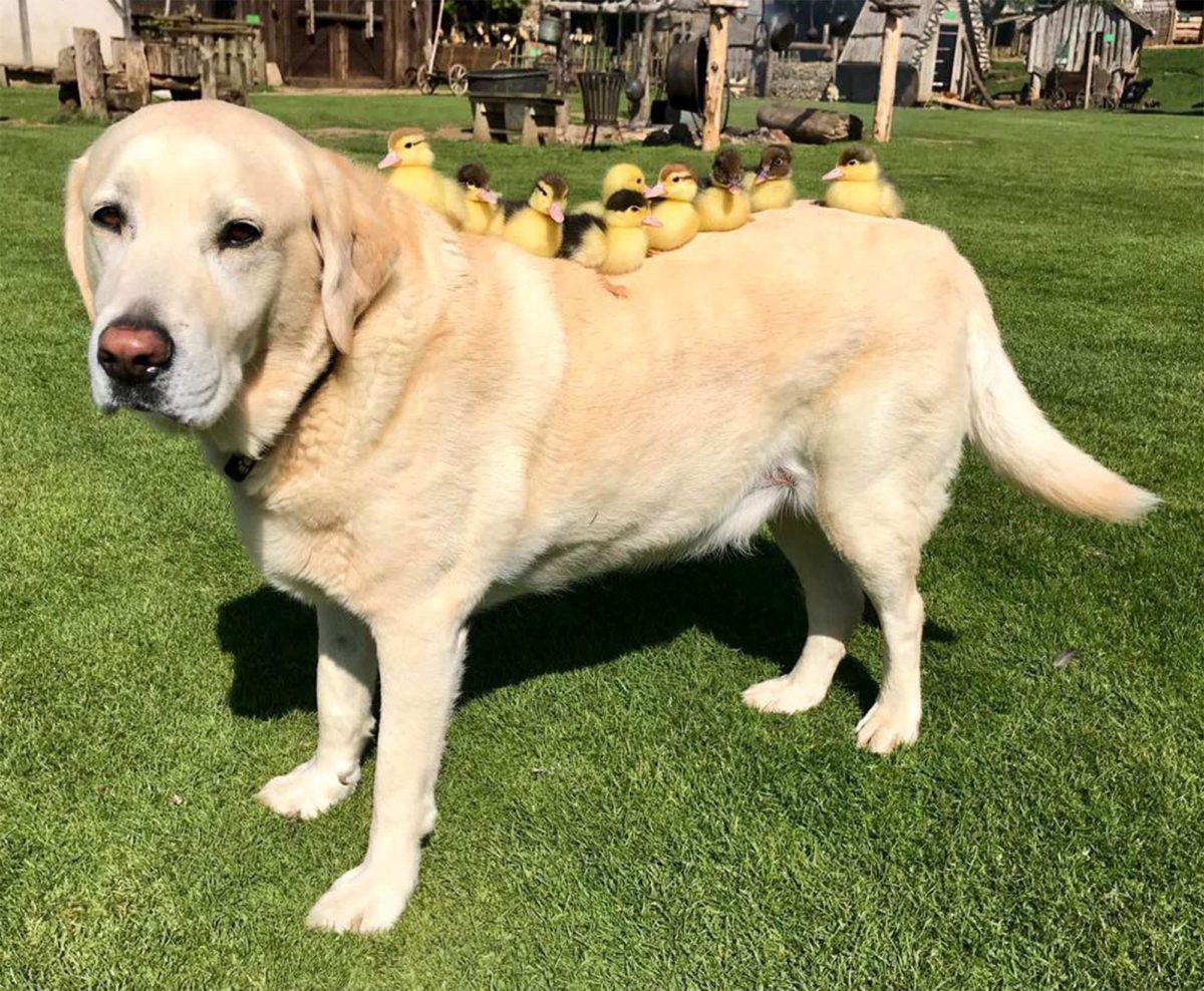Fred, el perro que conmueve con su amor paternal tras adoptar 9 ...